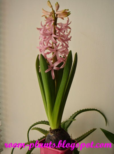 Plant's the soul of your flat: A hyacinth in a pot: how to grow ...