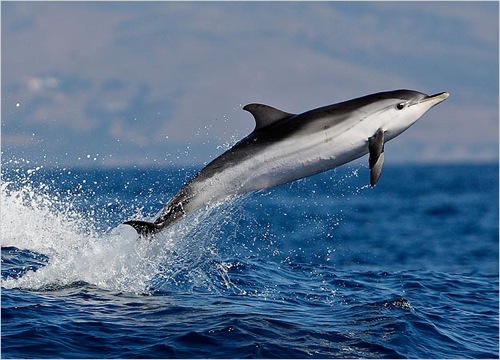Animals of the world: Stenella coeruleoalba o Delfin Listado