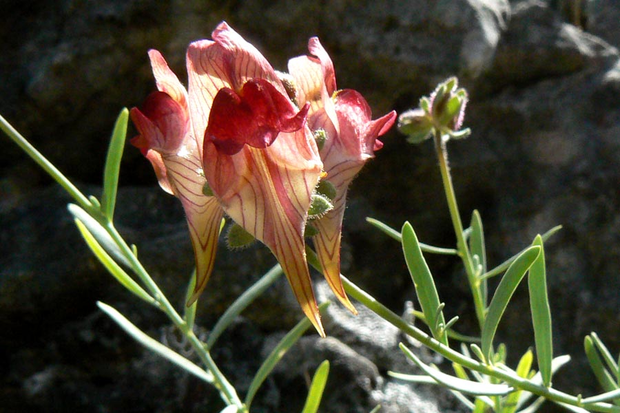 Wildflowers of Andalucia: Linaria aeruginea
