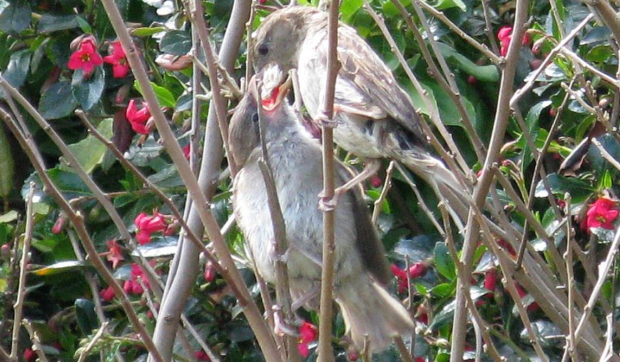 Simply Superb Swans: 20 MILLION Disappearing Sparrows