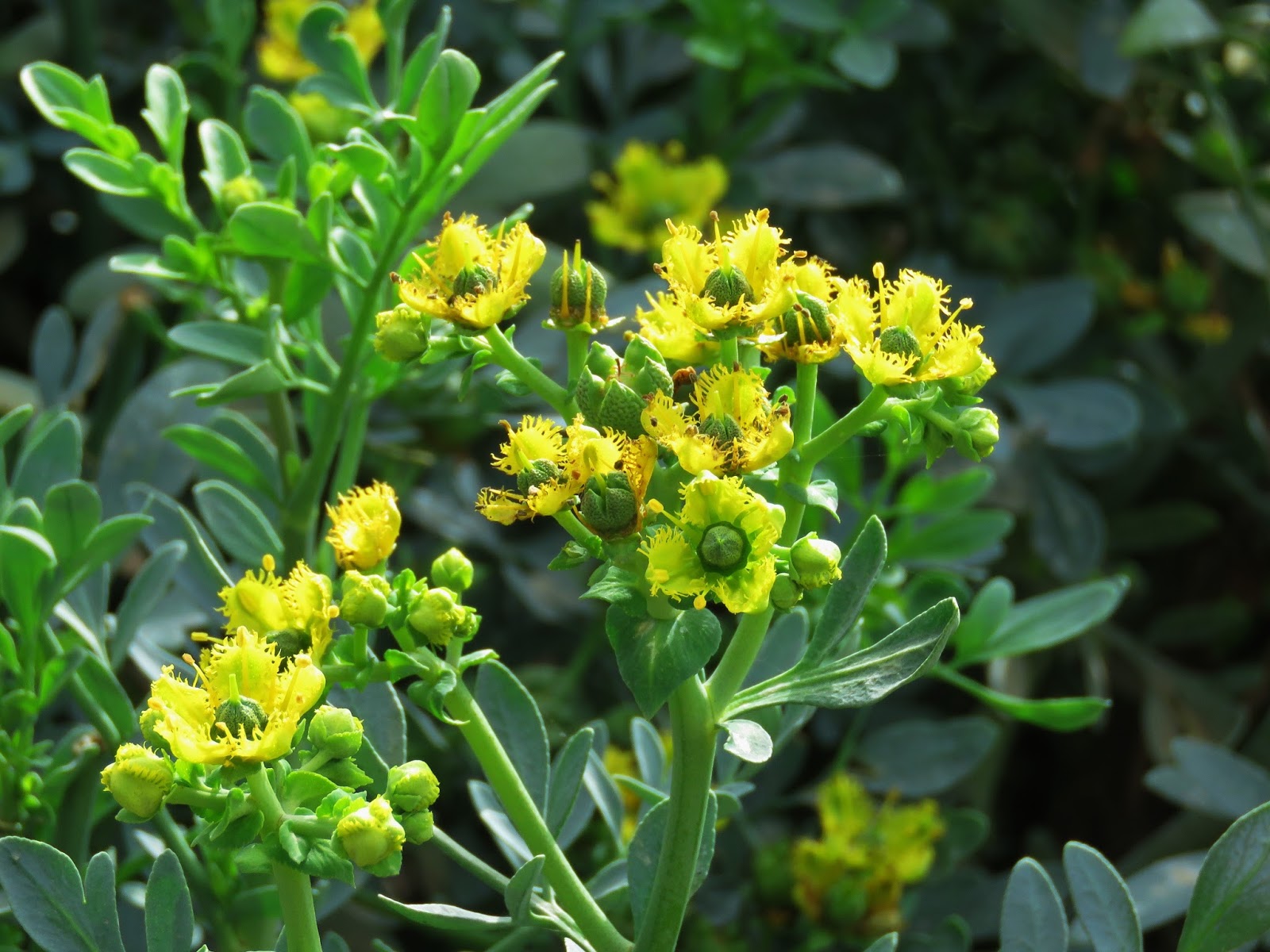 Uma flor por dia: ARRUDA