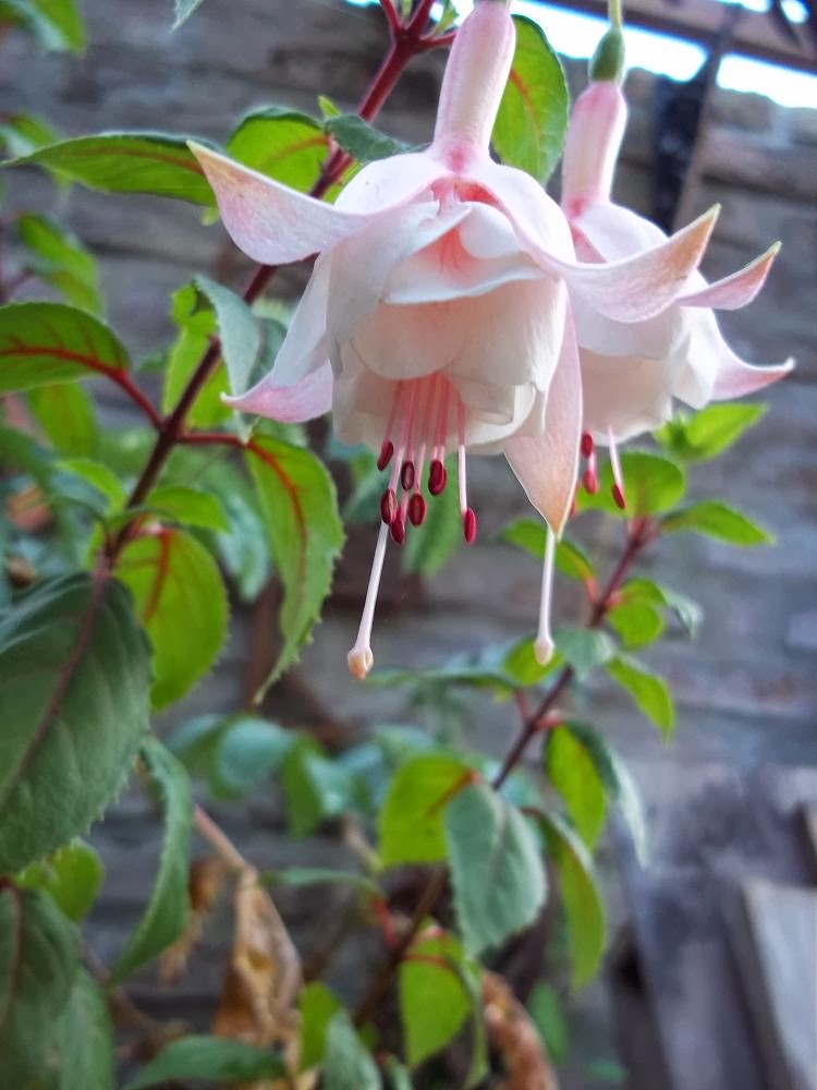 Terra Nostra: ALJABA - Fuchsia sp.