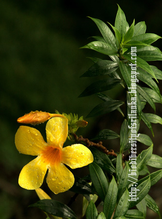 Biodiversity of Sri Lanka: වෙල් රුක් අත්තන[Wel-ruk-attana]/Golden ...
