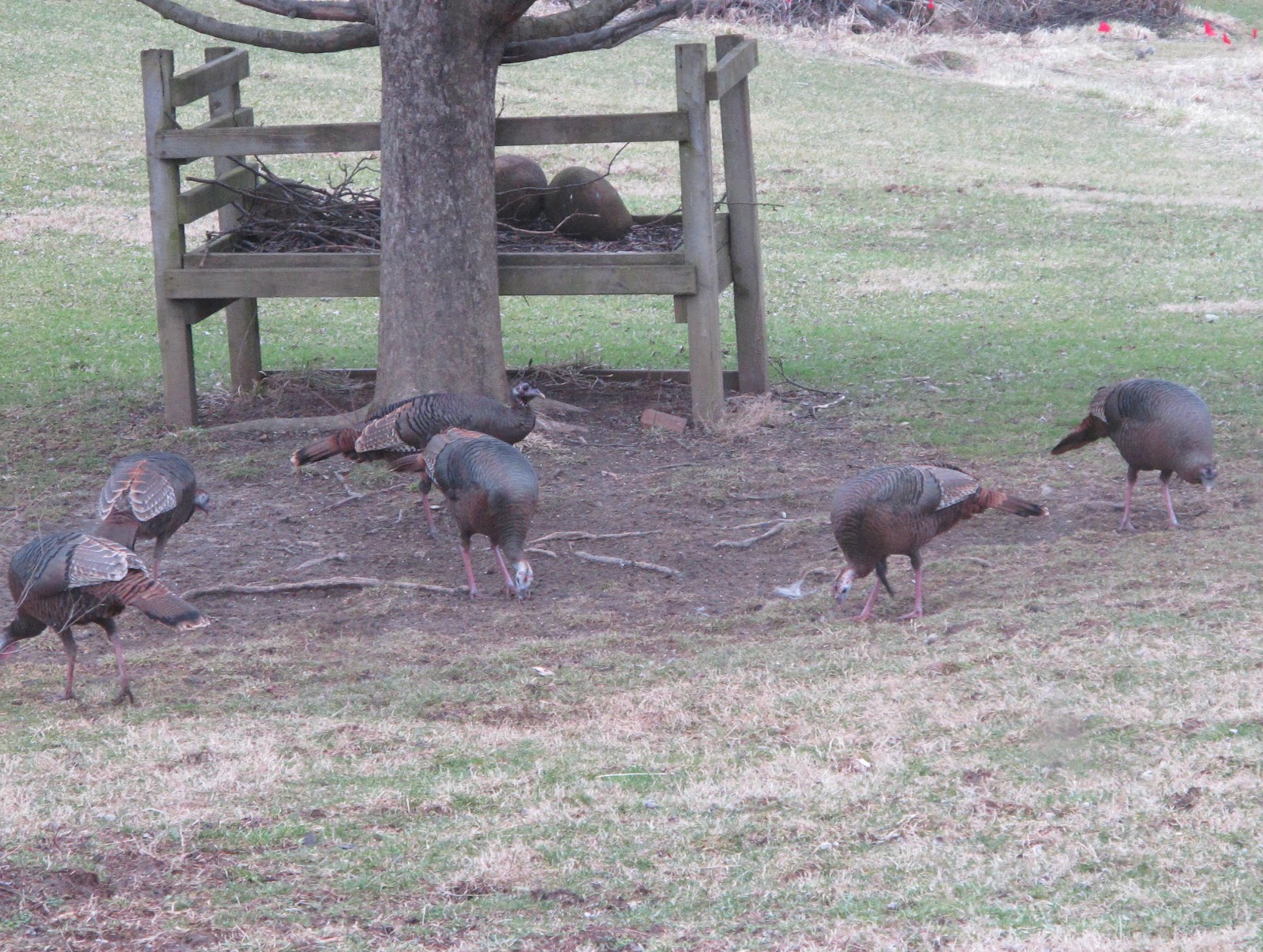 Blue Jay Barrens: A Pair of Bearded Hens