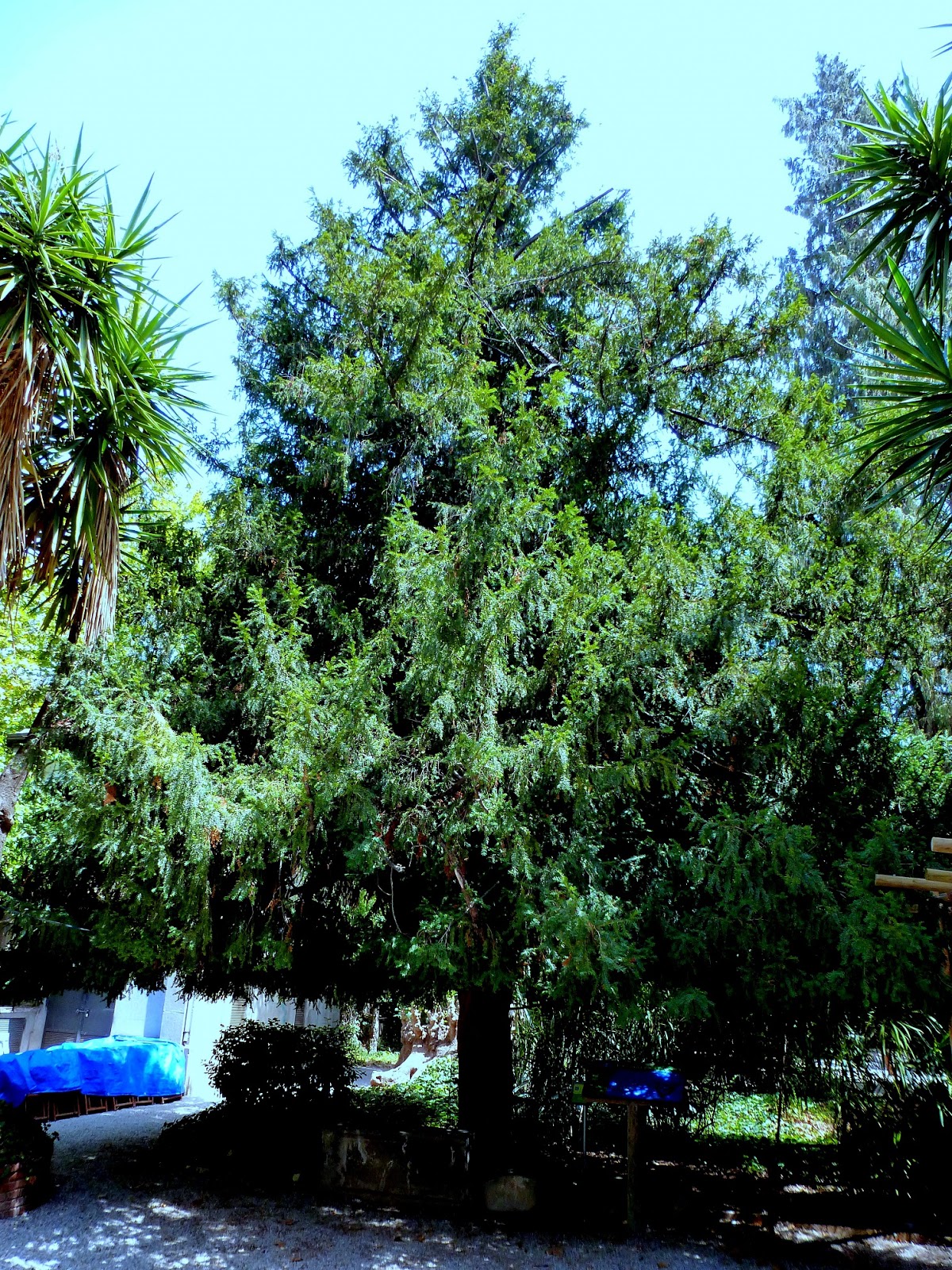 Árboles con alma: Tejo. Teix. (Taxus baccata)