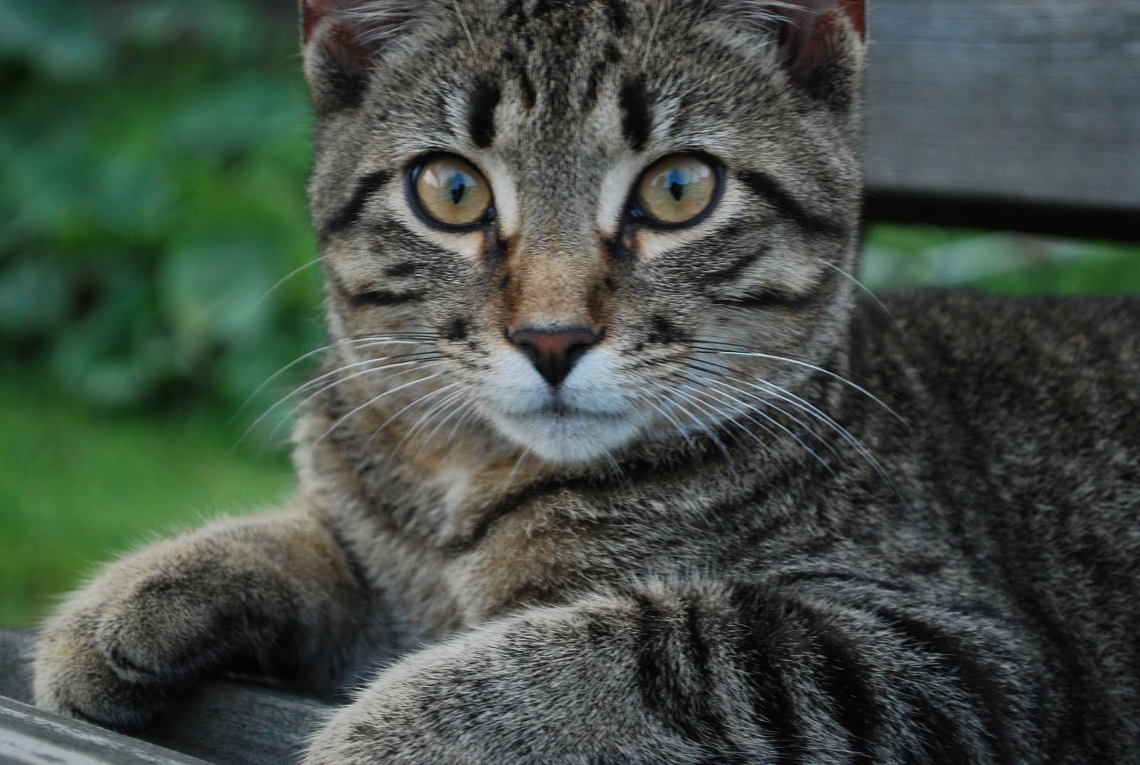 Anna Teske Photography: Kitty Kats!