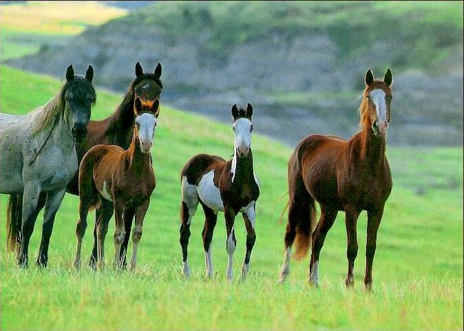 Un mundo de Caballos