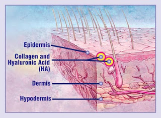 Skin Structure and Function ~ All World of Beauty and Your Daily Needs