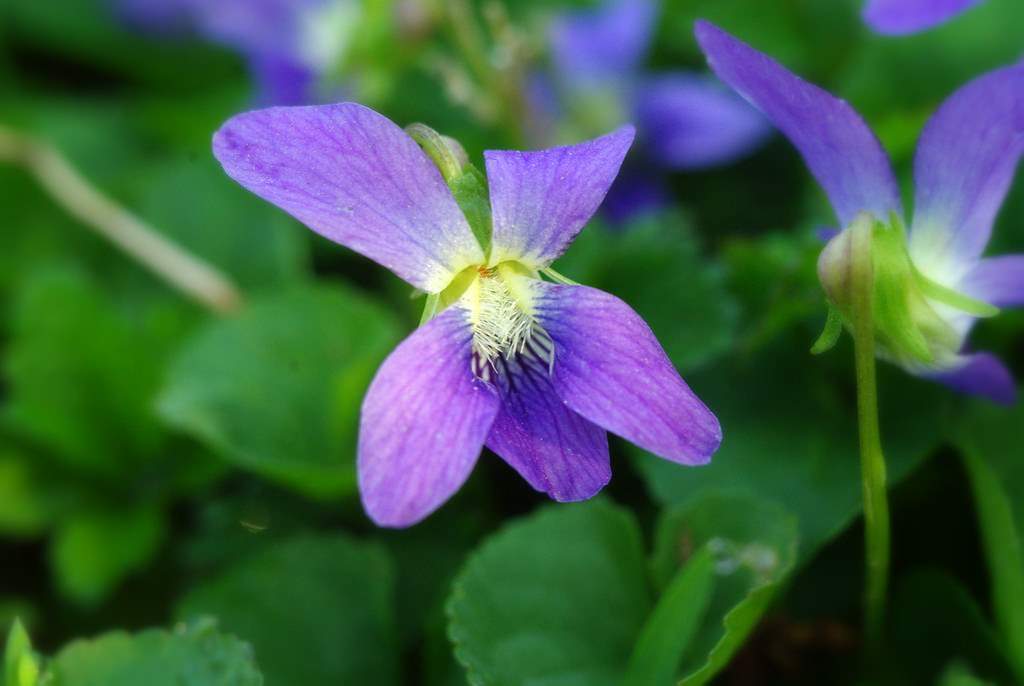 It's Not Work, It's Gardening!: Violet-colored lawn