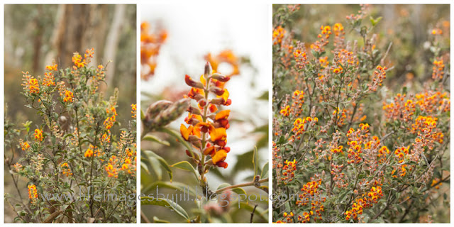 Life Images by Jill: Meeting a Bilby in the Dryandra Woodland in ...