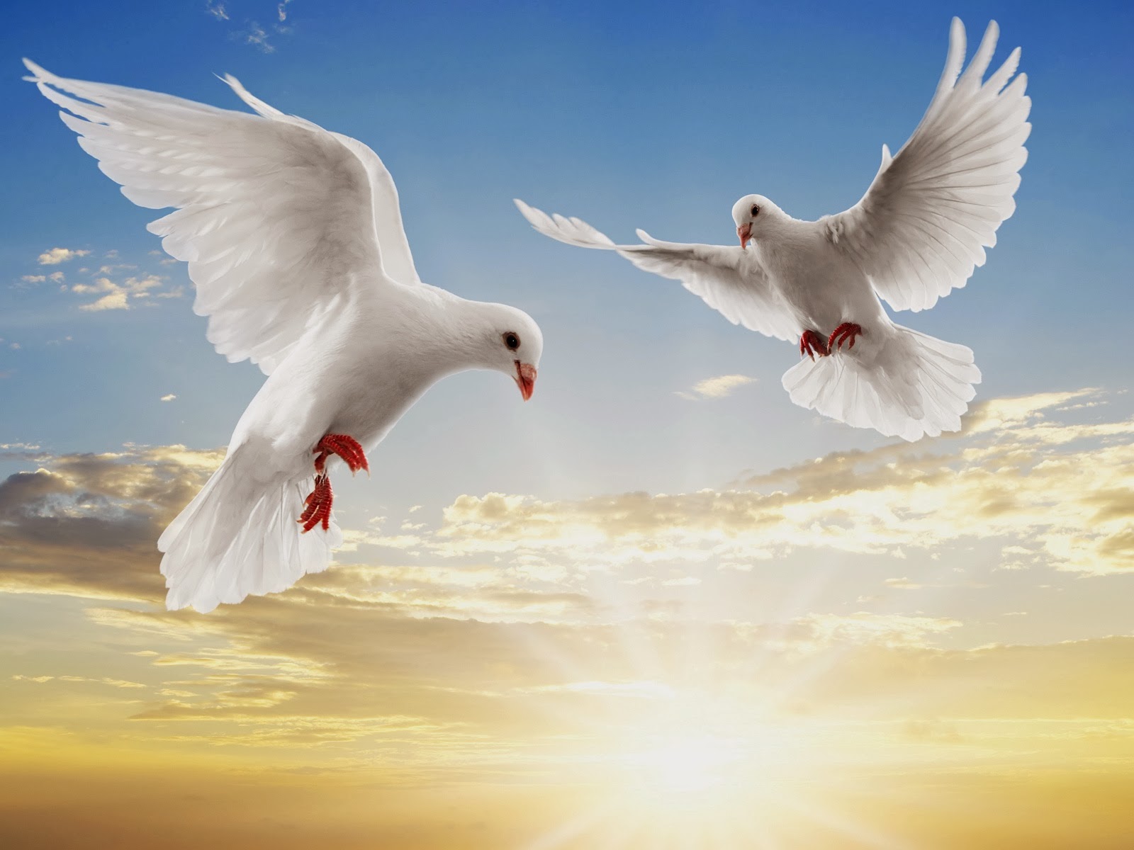 Dove wallpaper HD - beautiful desktop wallpapers 2014