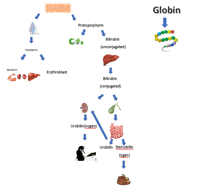 Hemoglobin catabolism