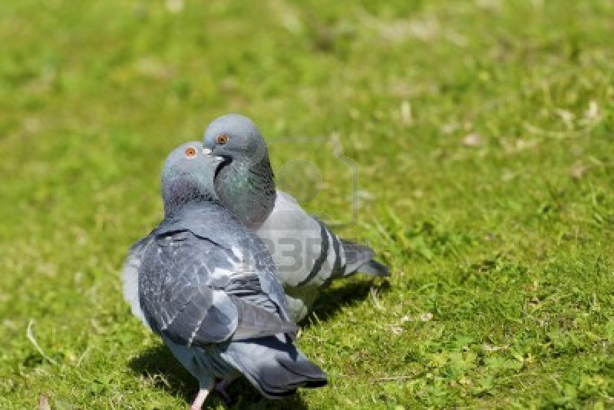 Cuentos Despertares: El pichon