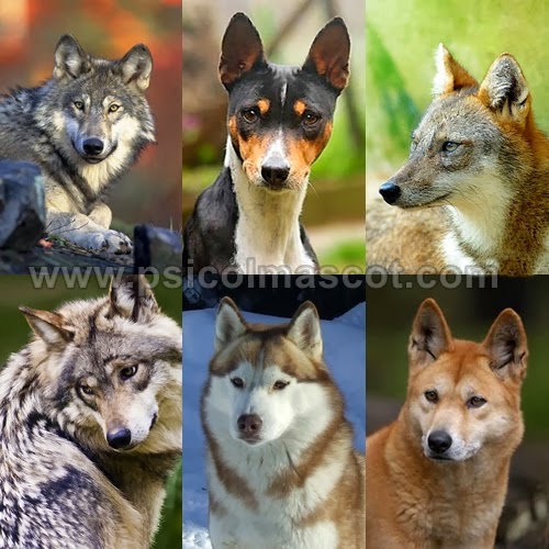 PSICOLMASCOT: Los genomas de los perros y lobos proporcionan nuevos ...