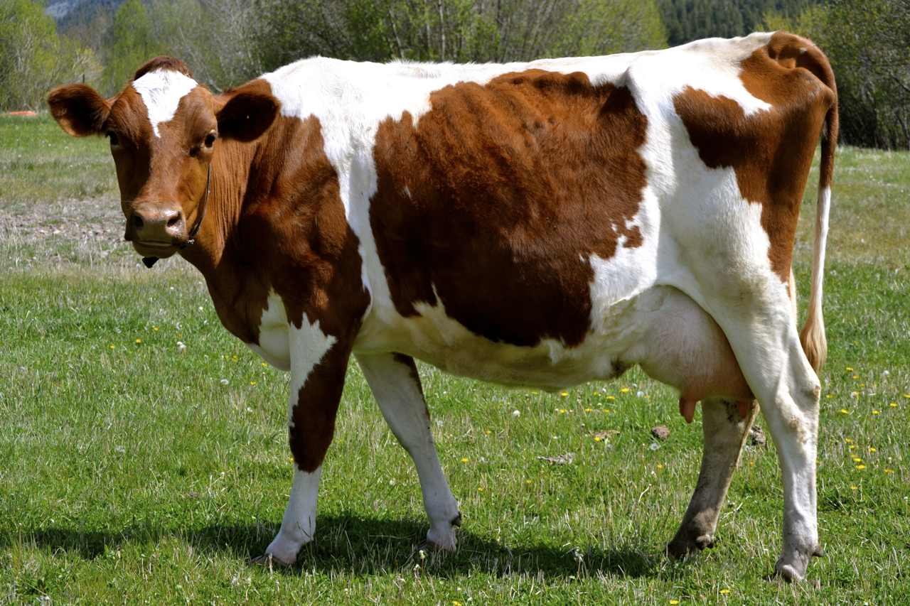 Kamu Penikmat Susu? Ini 5 Jenis Sapi Penghasil Susu Terbaik di Dunia