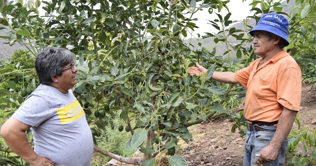 Impulsan cultivo de palta hass en el nororiente del país Impulsan cultivo de palta hass en el nororiente del país