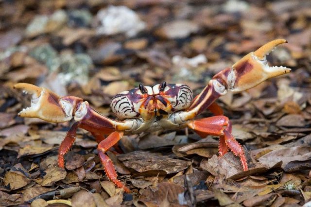 Fantastic Sea: Jenis Jenis Kepiting yang Ada Didasar Laut Maupun Ditepi ...