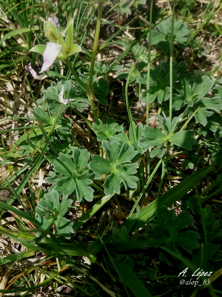 Flora de la Península Ibérica: Geranium cinereum Cav. (Fam. Geraniaceae)