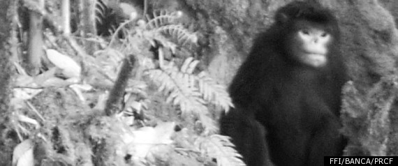 Mythic Creature Found Alive ! ~ The Crypto Crew