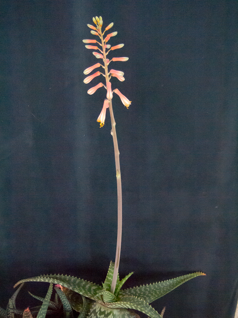 A Blooming Jade: Aloe Vera