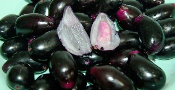 Klasifikasi Jamblang dan Manfaatnya | Dunia Remaja™