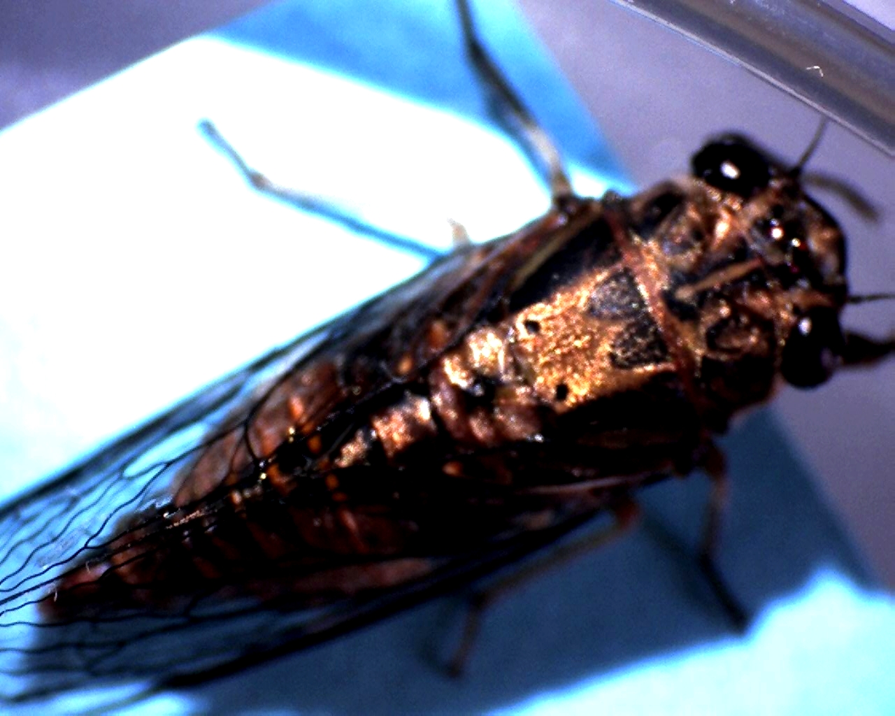 Old writer on the block: Camera or microscope: comparisons on a small ...