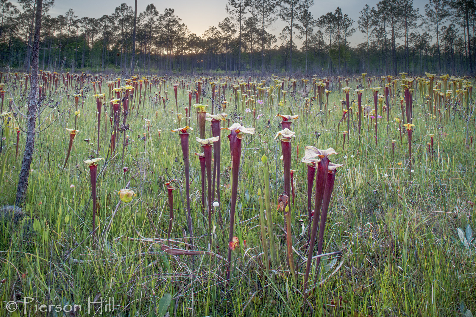 Yellow pitcher plant - Sarracenia flava grow and care | Travaldo's blog