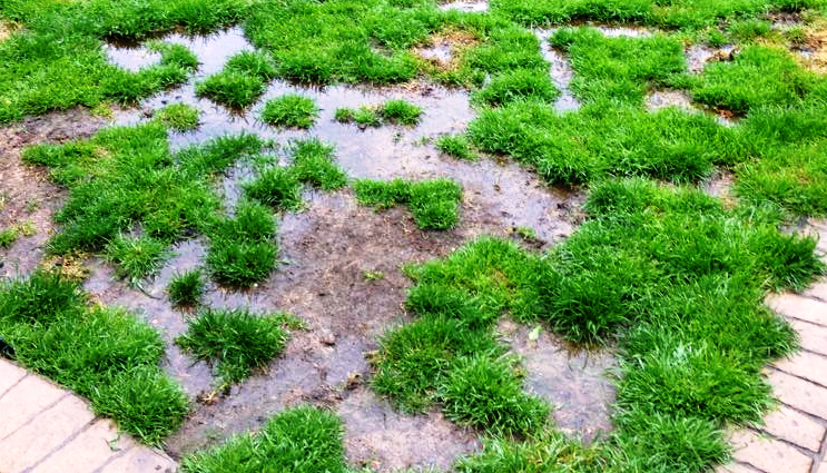 Langkah Mudah Menanam Rumput Sendiri di Taman - Arsitur Studio