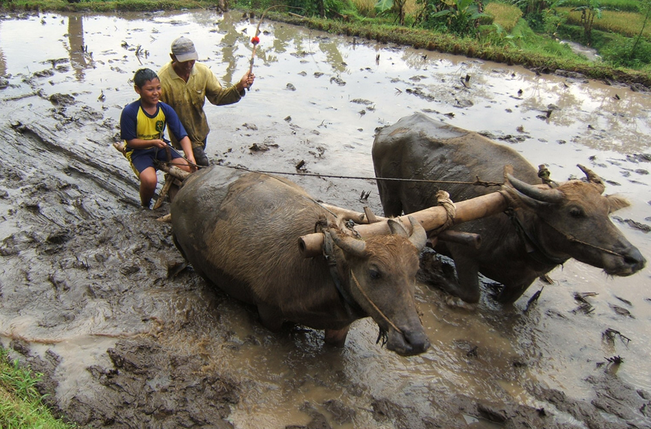 Karapan Sapi : A traditional bull race from Madura ~ Bli Wahyu Blogsite