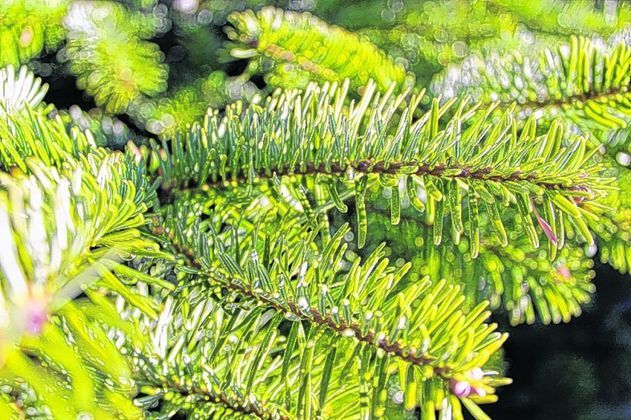 Postoji prirodni lek za šećernu bolest i radi se od smreke! Evo kako ...