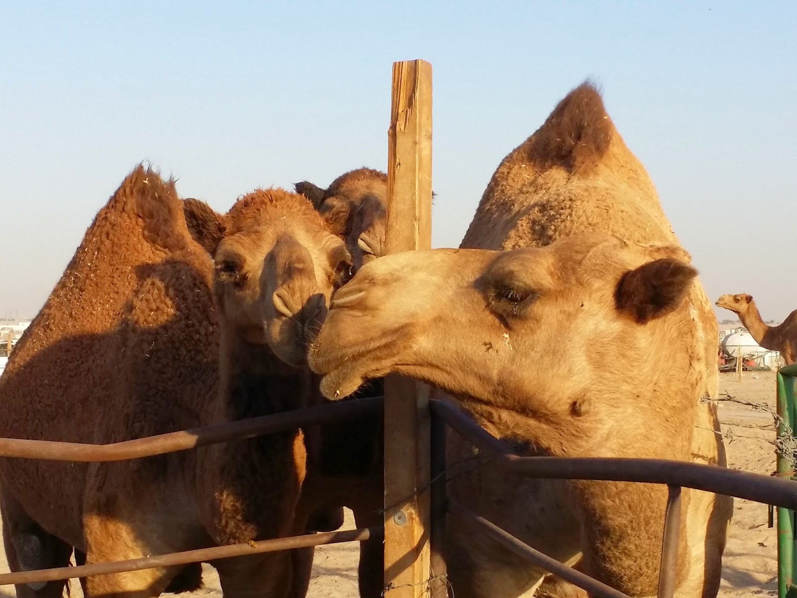 Life in Kuwait Blog: AWARE Center- Camel Races
