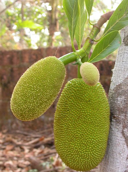 We love Our Bangladesh: Jackfruit (Kathal) -National Fruit of Bangladesh