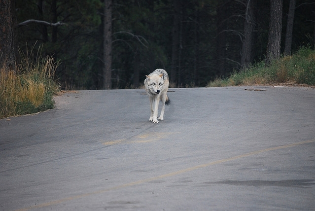 White Wolf : Walk for Wolves This Weekend