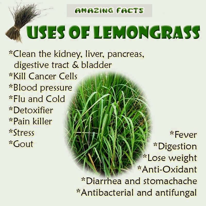 Ilzes Adoption Journey The Many Uses Of Lemongrass Essential Oil