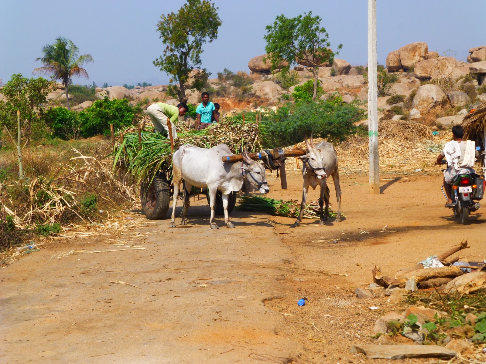 Marianne Wendel i Indien: Hampibilder dag 3 den 12 februari