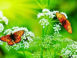 Life Science: Classification (S7L1)