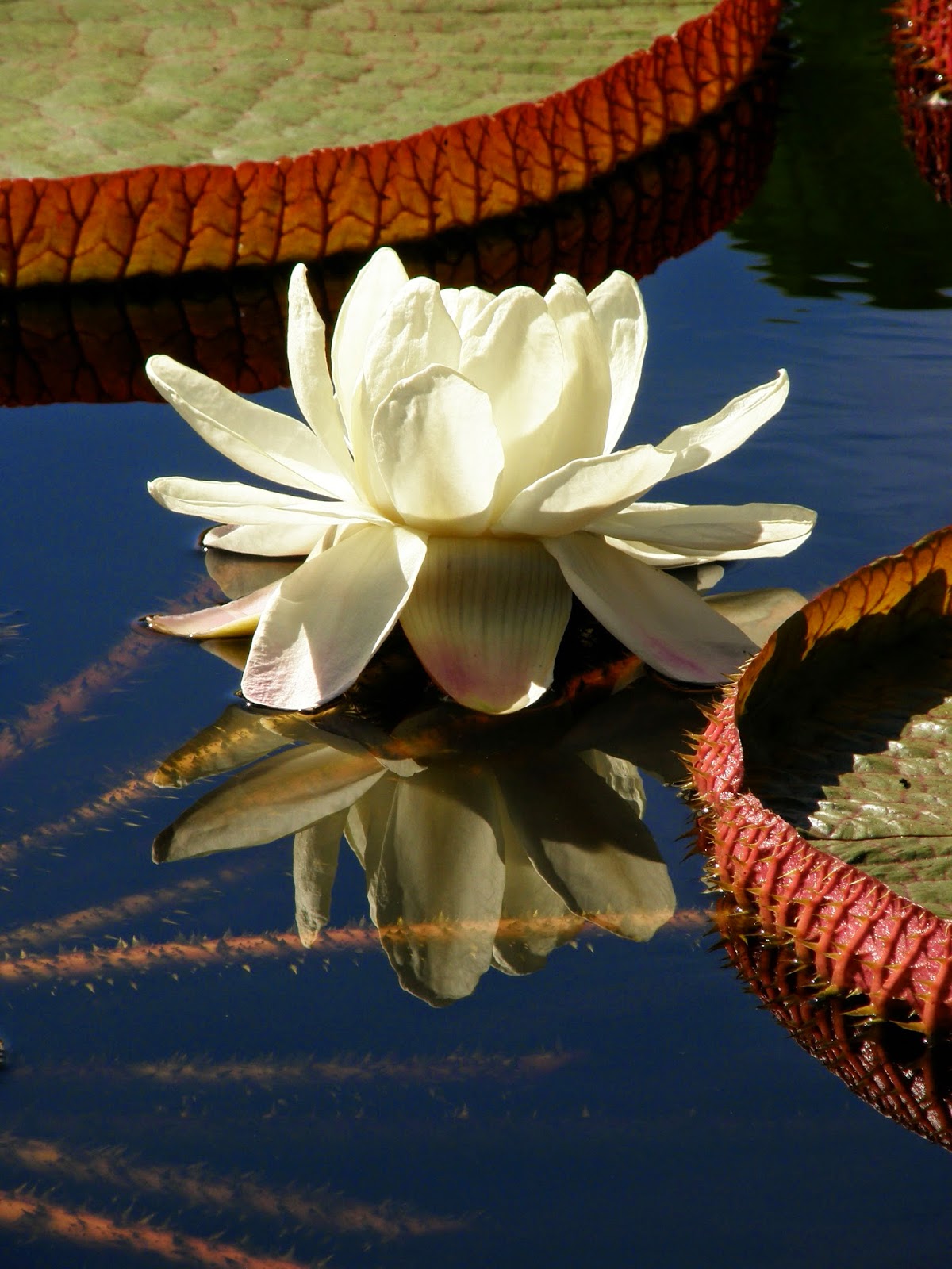 solitary dog sculptor: Botany - Botanica: Victoria Lindl - Part 2 - 21 ...