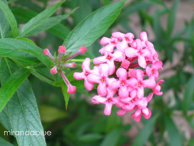 Live in the Moment: Panama Rose