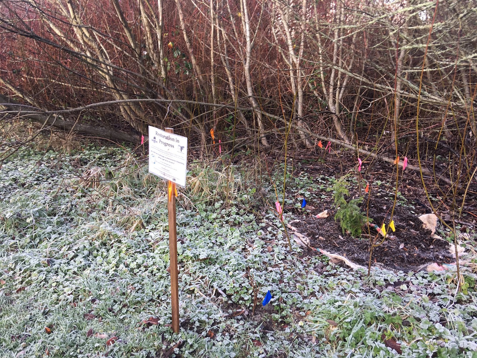 Shoreline Area News: CANCELLED: Brugger's Bog work party on Sunday Feb 10