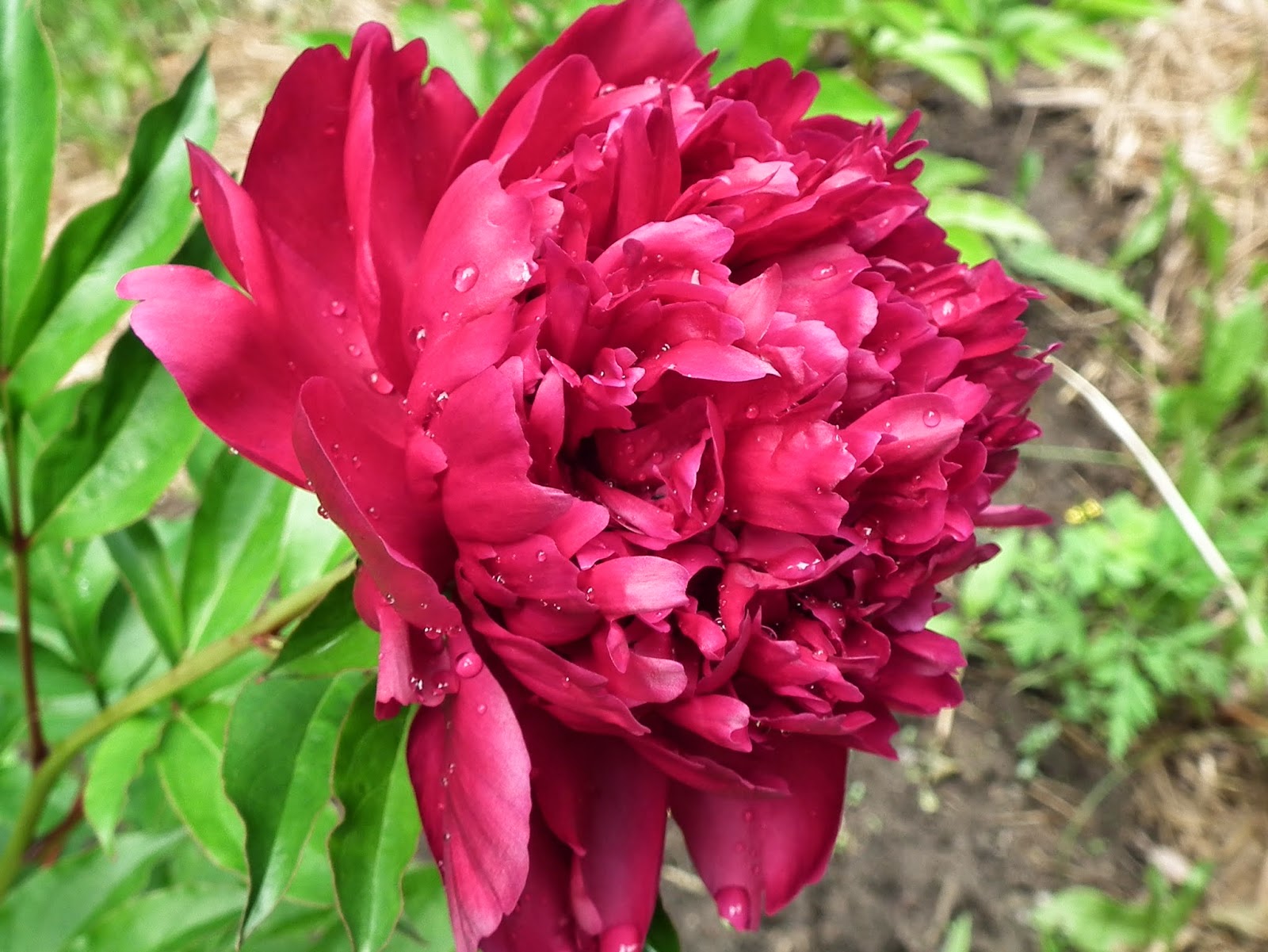 Peonies: Fourth Week of Blooms