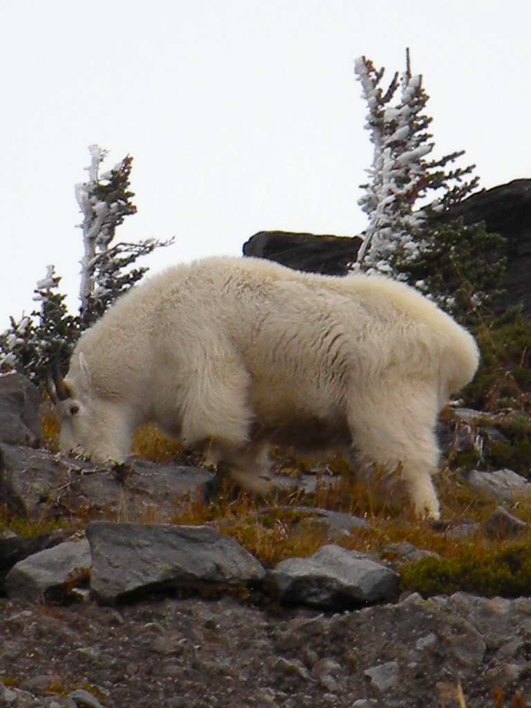 Life is a mountain.: Mountain goat at Panorama Point, Mt. Rainier, WA