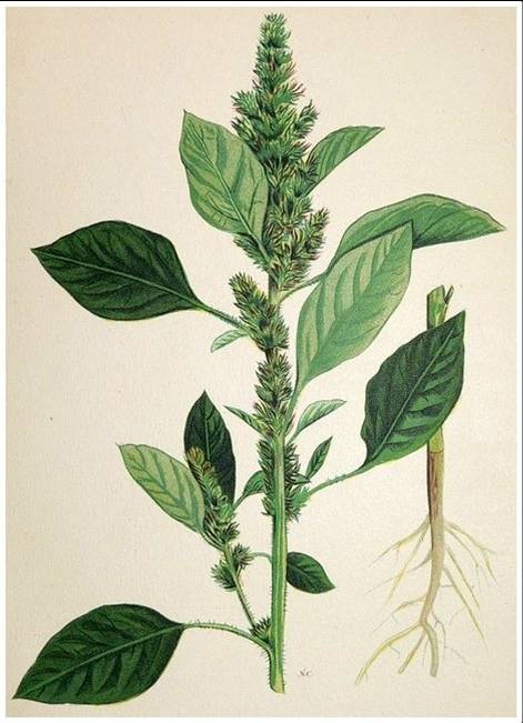 Educación Alimentaria y Nutricional: La Pira y sus secretos nutricionales