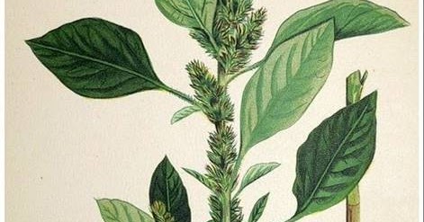 Educación Alimentaria y Nutricional: La Pira y sus secretos nutricionales