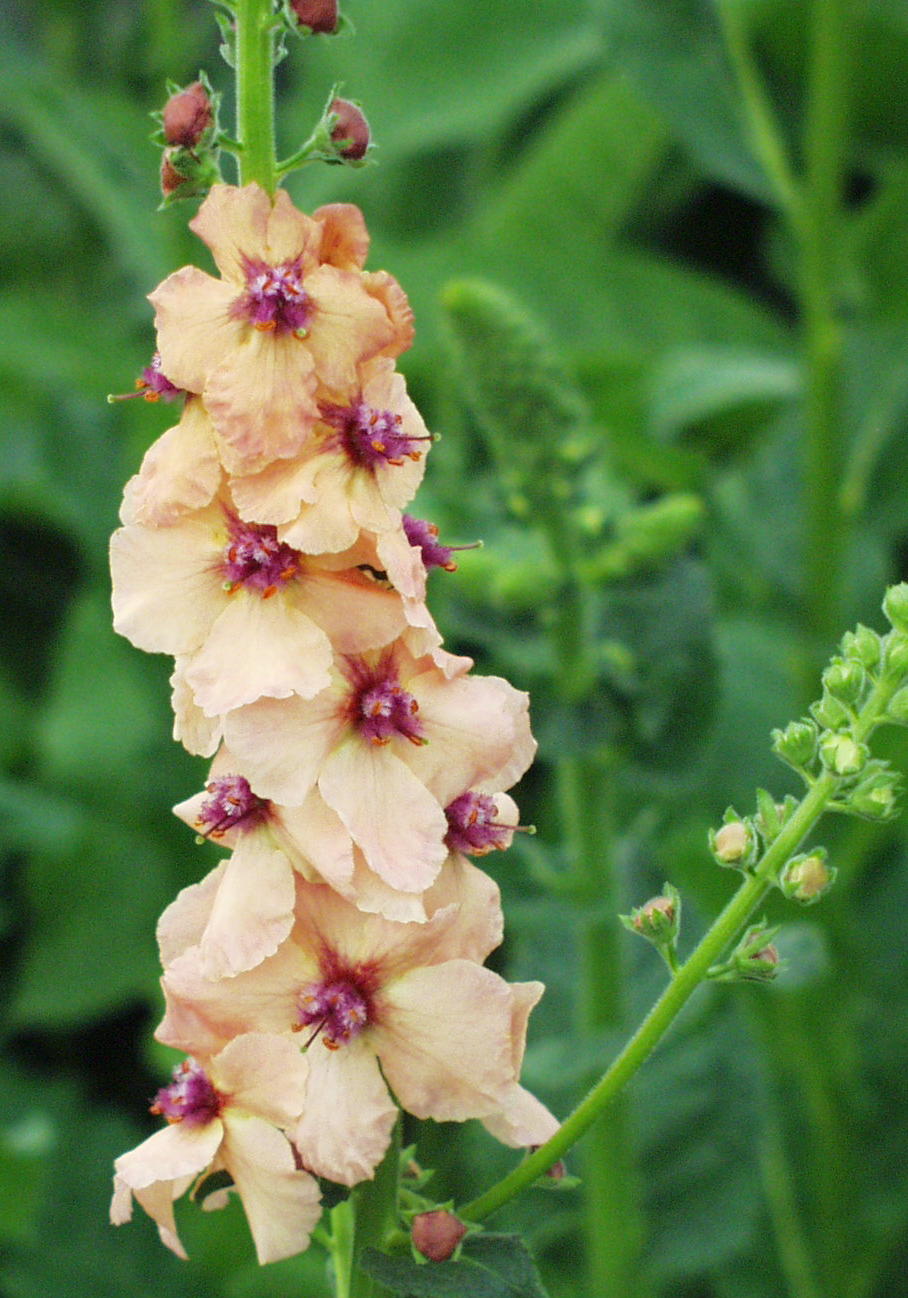 All about plants and more: Verbascum summer spikes