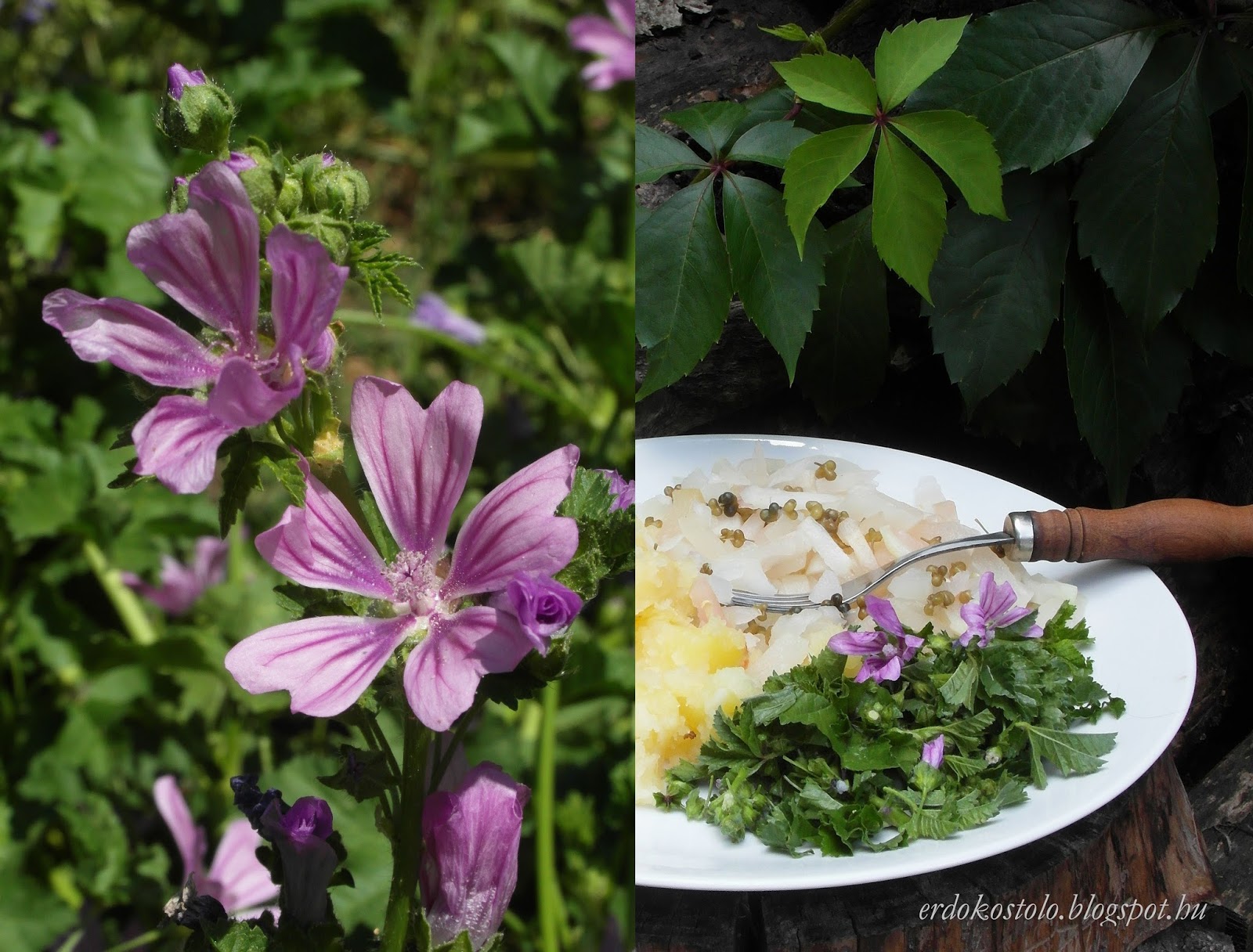 Erdei mályva (Malva sylvestris) és papsajtmályva (Malva neglecta), mint ...