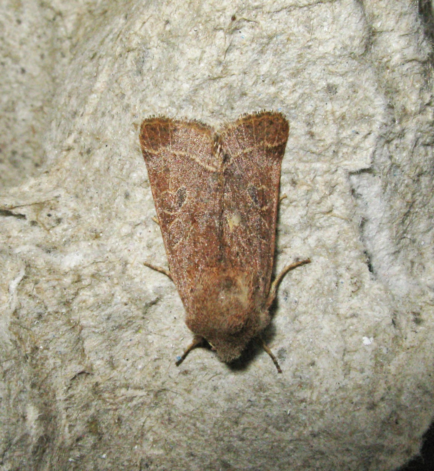 Steve's Birding And Wildlife Blog.