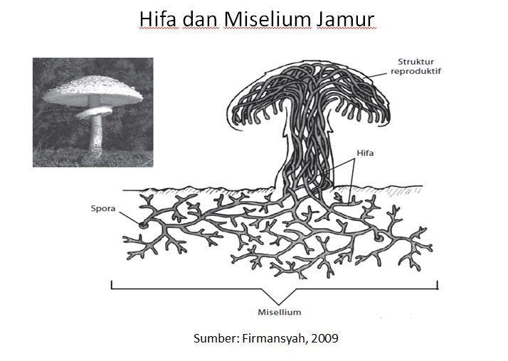 Struktur Tubuh Jamur