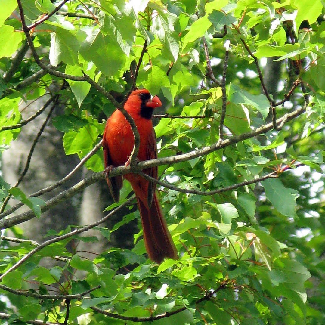 EmJay's Imagination: A Baby Bird Update