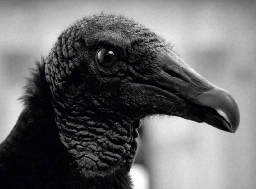 PLAAN : Gallinazo - Coragyps atratus