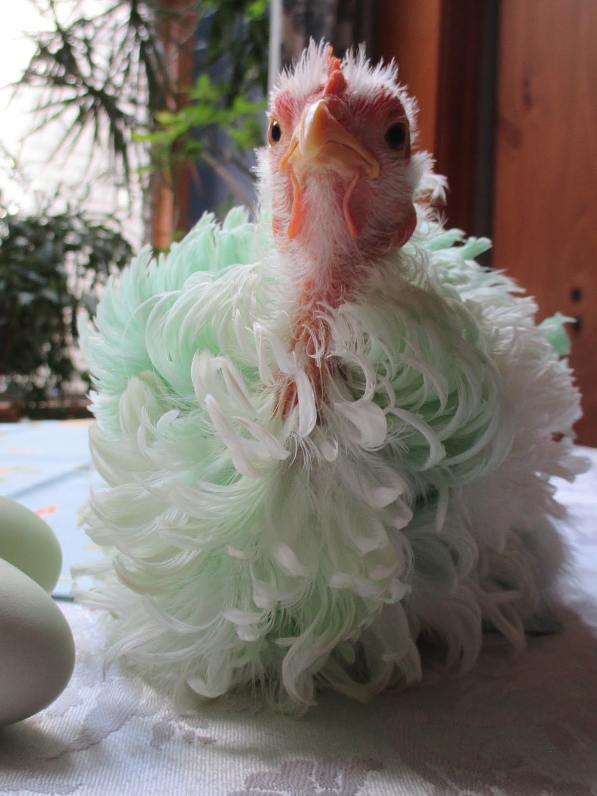 From Cedar Pond to Laughing Dove Farm : Silly-Frilly Chicken Is Wearing ...